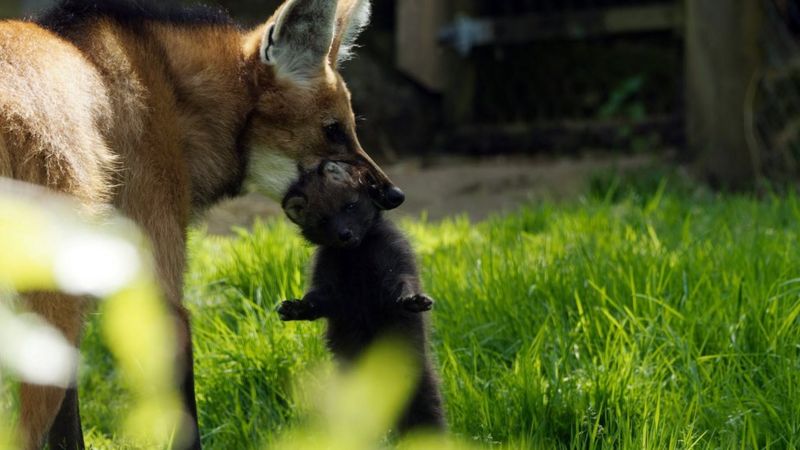 Maned Wolf pup born at Exmoor Zoo - BBC News