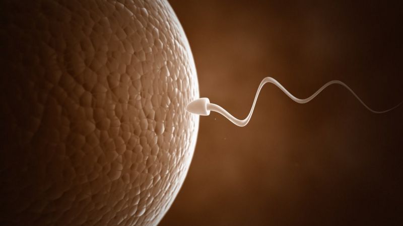 Lab-grown sperm makes healthy offspring - BBC News