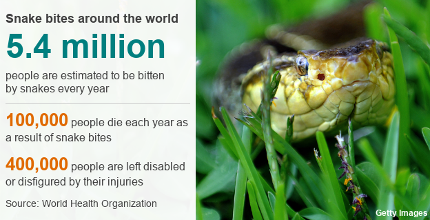 Snake bites are now a global health priority, says WHO - BBC News