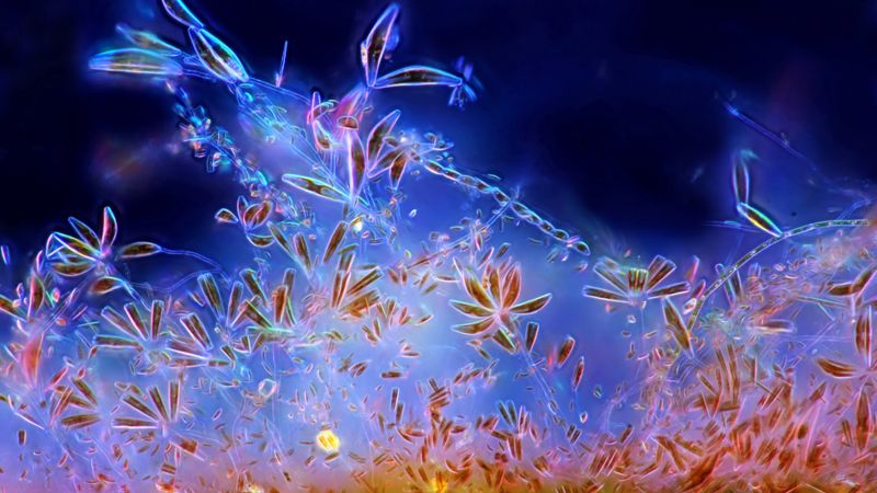 More acidic oceans 'will affect all sea life' - BBC News