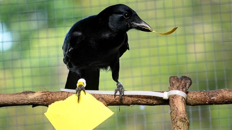 Crow vending machine skills 'redefine intelligence' - BBC News