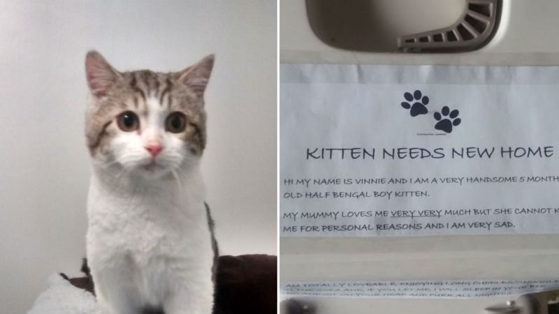 Cat with no nose struggling to find new home - BBC News