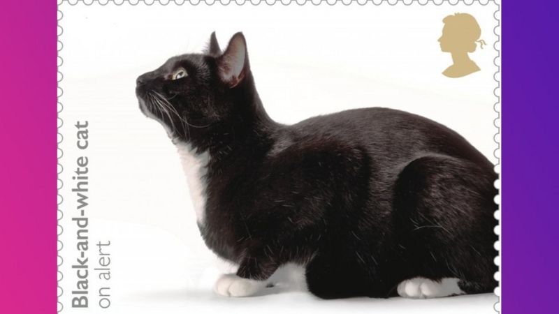Royal Mail: New cat stamps released - BBC Newsround