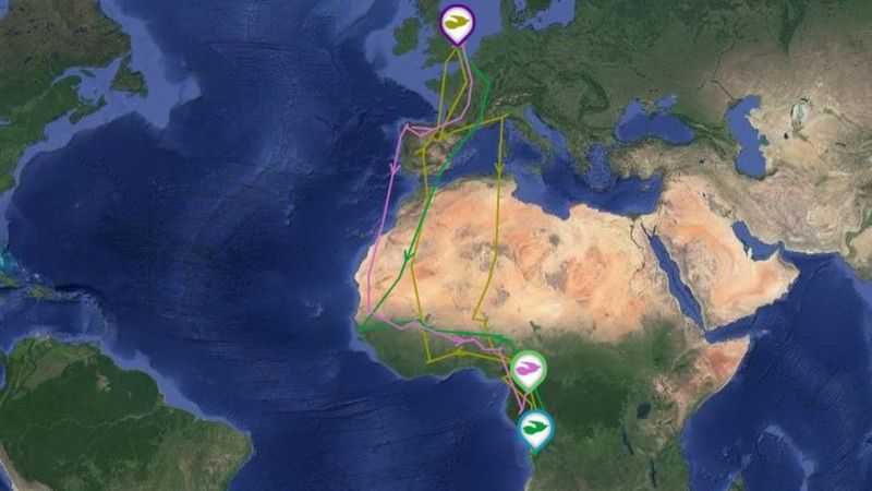 Suffolk cuckoo makes record-breaking annual trip from Africa - BBC News