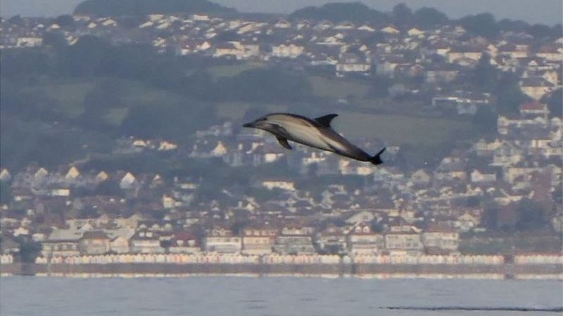 High-jumping Devon dolphins surprise kayaker - BBC News