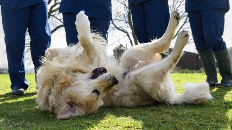 Guide dog dubbed Dogfather retires after fathering 300 puppies - BBC News