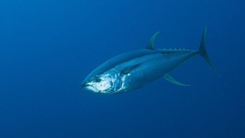 Vast marine protected area 'boosts tuna stocks' - BBC News