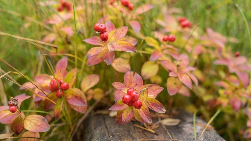Native UK plants in catastrophic decline, major report finds - BBC News