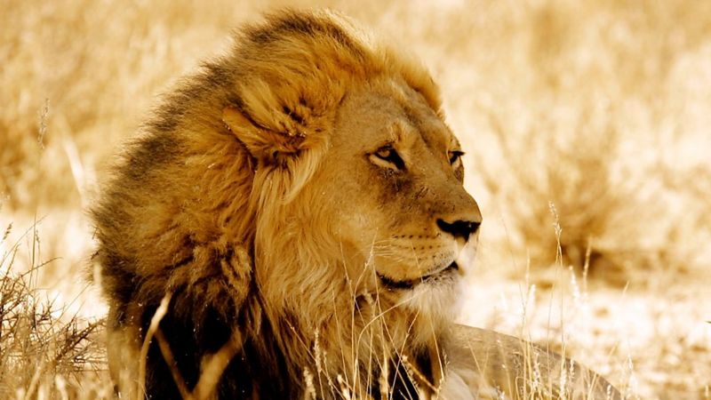 Ghana zoo: Lions maul man to death in Accra - BBC News Ghana zoo: Lions maul man to death in Accra - BBC News