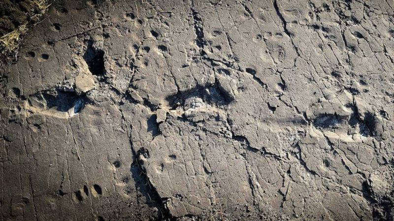 Fossil footprints tell story of human origins - BBC News