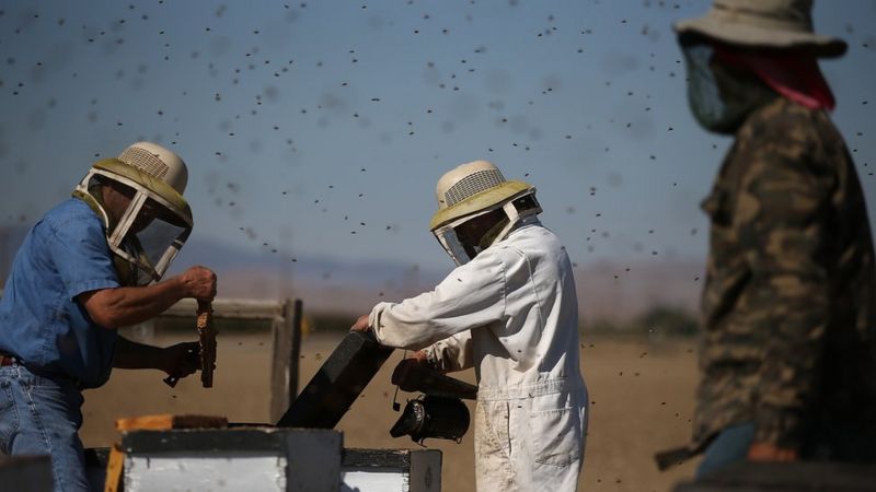 First study finds neonic pesticides in US drinking water - BBC News