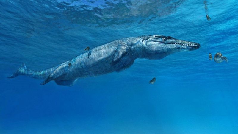 New prehistoric marine predator related to crocodiles - BBC News