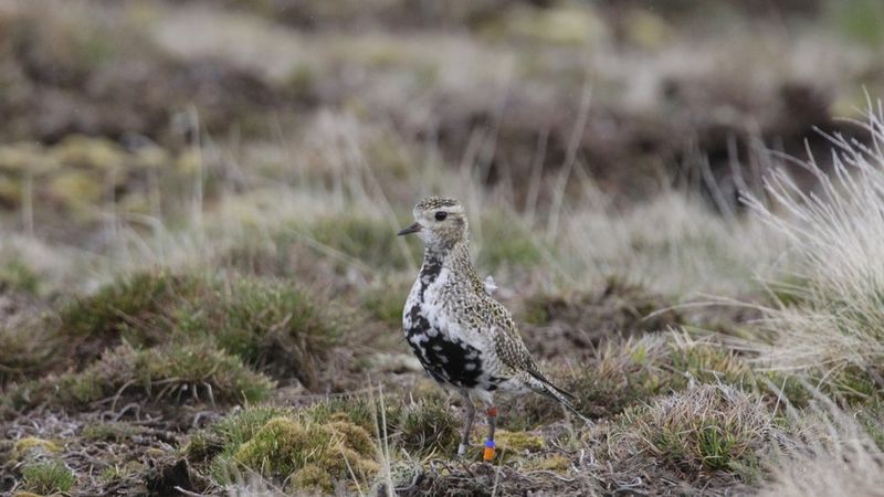 Climate change: Rare birds return to Wales after bog project - BBC News