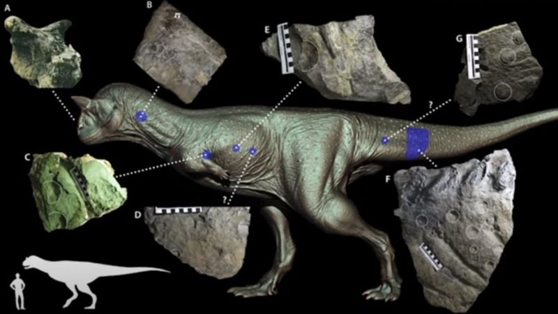Rare fossilised skin of 'strangest dinosaur ever' discovered - BBC ...