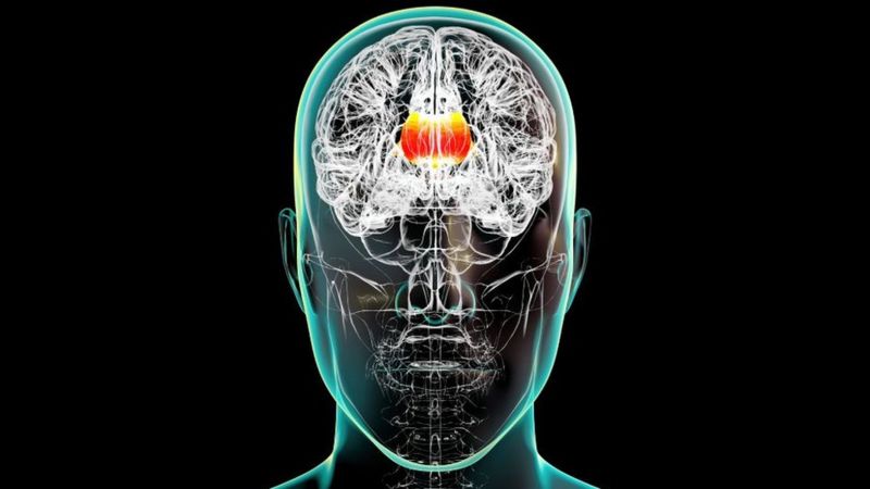 Ni la creatividad está a la derecha ni la lógica a la izquierda: el ...