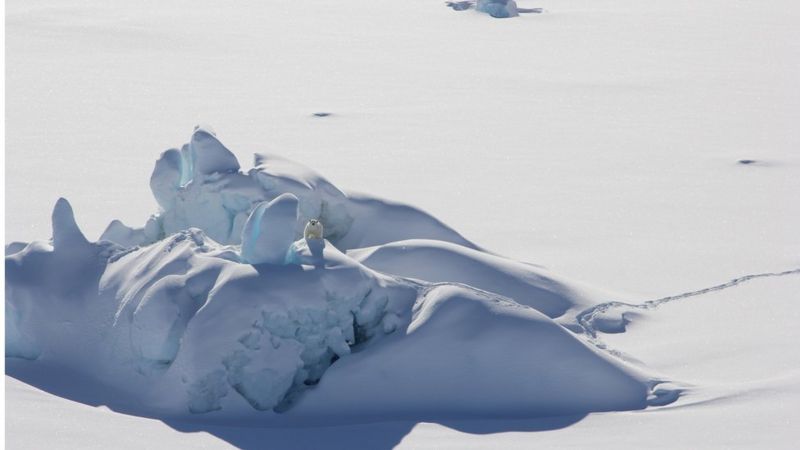 Climate change: 'Last refuge' for polar bears is vulnerable to warming ...