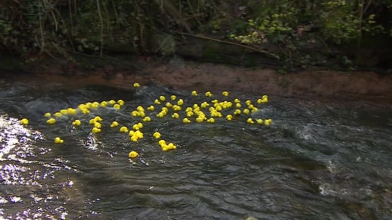 Hundreds turn out to enjoy annual duck race near Bristol - BBC News