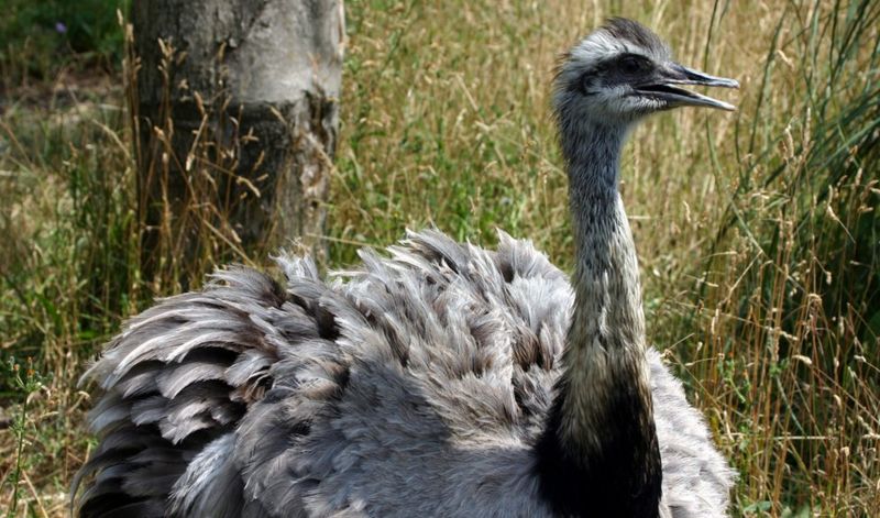 Rhea birds running wild on Hertfordshire housing estate - BBC News