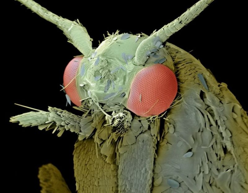 Reality Check: Are clothes moths on the rise? - BBC News