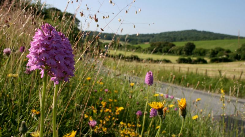 Snowdonia Hawkweed: 'One of most threatened in the world' - BBC News