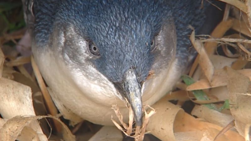 New Zealand penguins drop in for sushi - BBC News