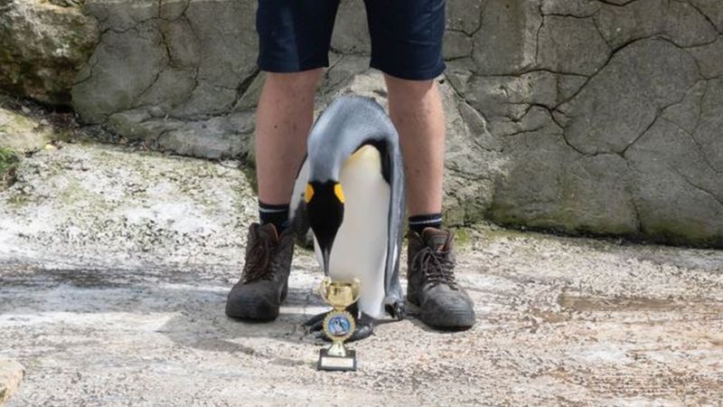 Spike the penguin crowned world's most popular penguin - BBC Newsround