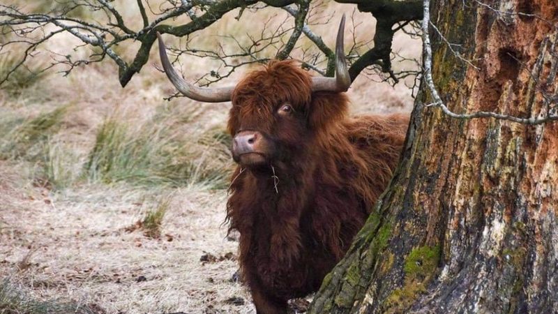 Your pictures of Scotland: 17-24 February - BBC News