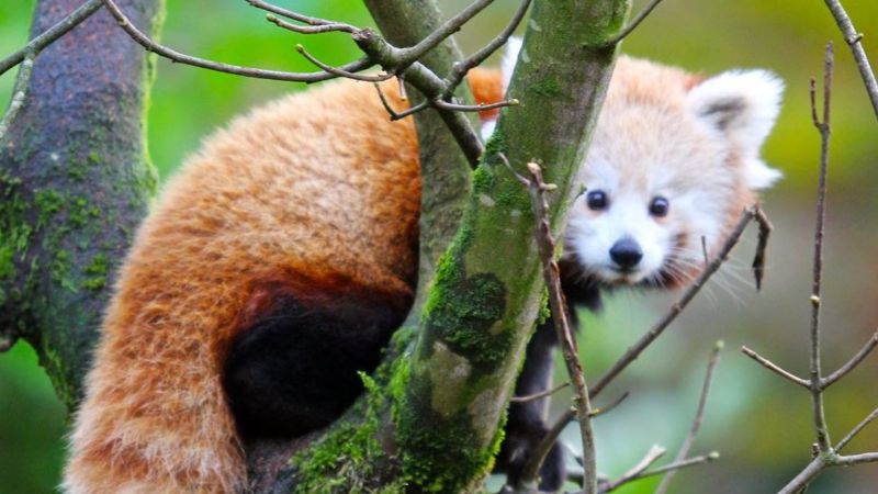 Red panda cub escapee from Belfast Zoo found - BBC News