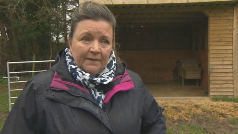 Pet Kunekune pig killed in Storridge in suspected meat heist - BBC News