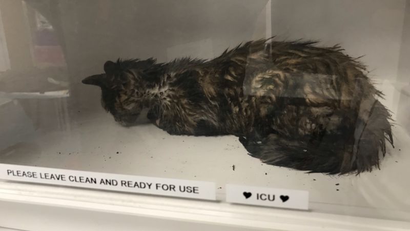 Firefighter saves unconscious cat from Kirkdale warehouse blaze - BBC News