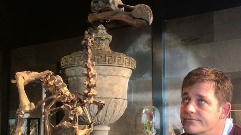 Dodo skeleton sells for £280,000 at auction - BBC News
