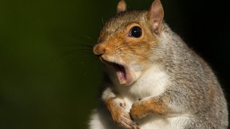 Spying whales and other undercover animals - BBC News