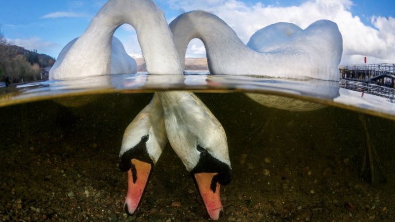 Winners of the Underwater Photographer of the Year Award 2018 - BBC ...