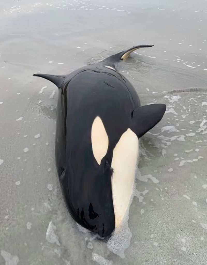 Islanders help rescue orca stranded on Orkney beach - BBC News