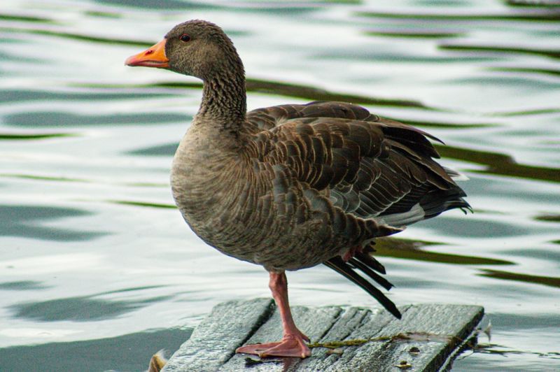 Your pictures of Scotland: 9-16 September - BBC News