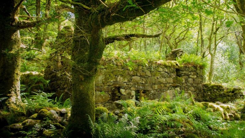 How Wales' ancient rainforests inspired folklore - BBC News