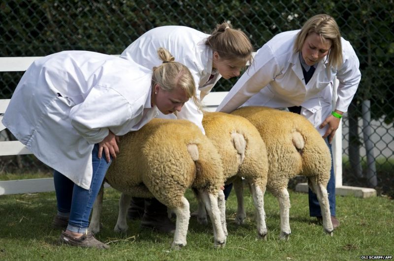 Week in pictures: 11-17 July 2015 - BBC News