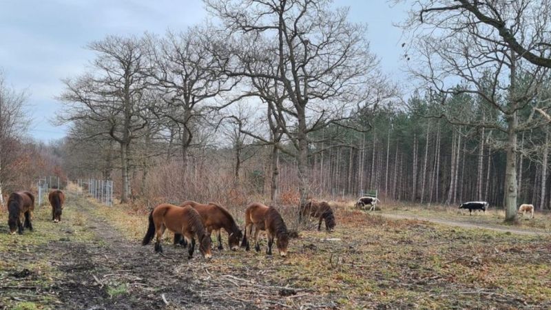 Grazing animals introduced to Kent bison rewilding project - BBC News