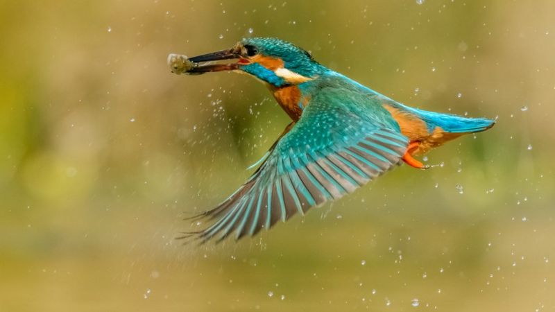 Daniel Hauck: 'I'm inspired by photographing wildlife around me' - BBC News
