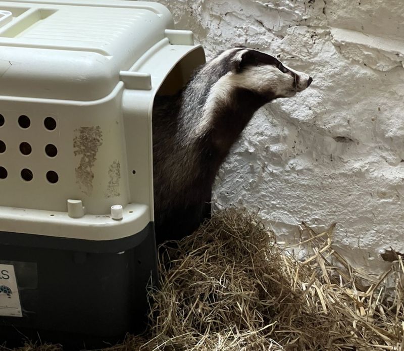 Badger helpers open rehabilitation unit in secret Derbyshire location ...