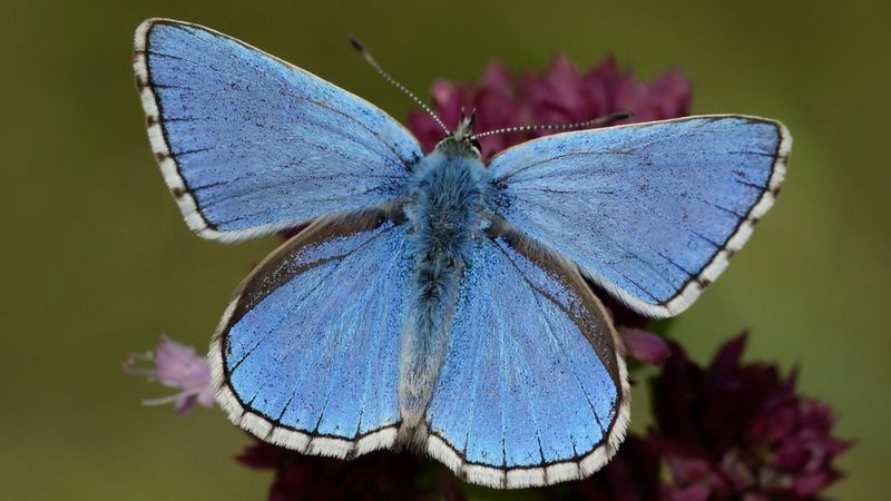 The butterflies we may never see again in Britain - BBC News
