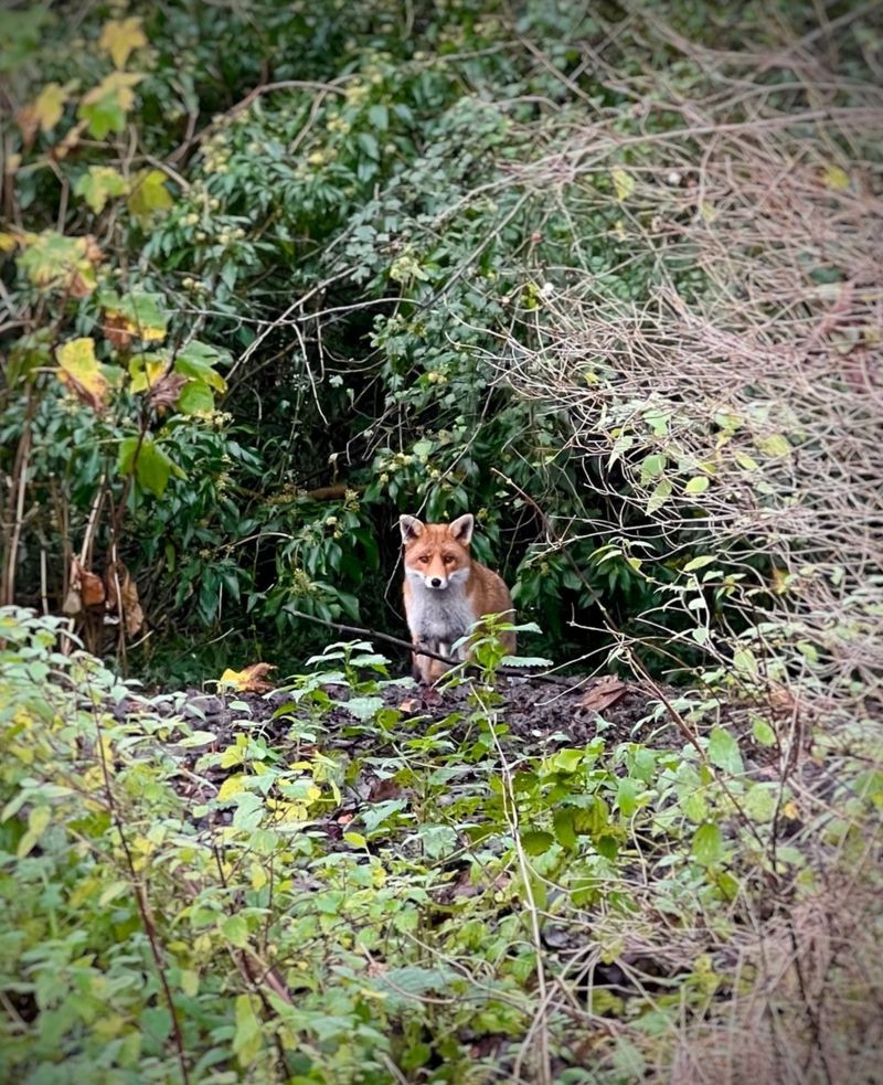 Your pictures of Scotland: 18 - 25 November - BBC News