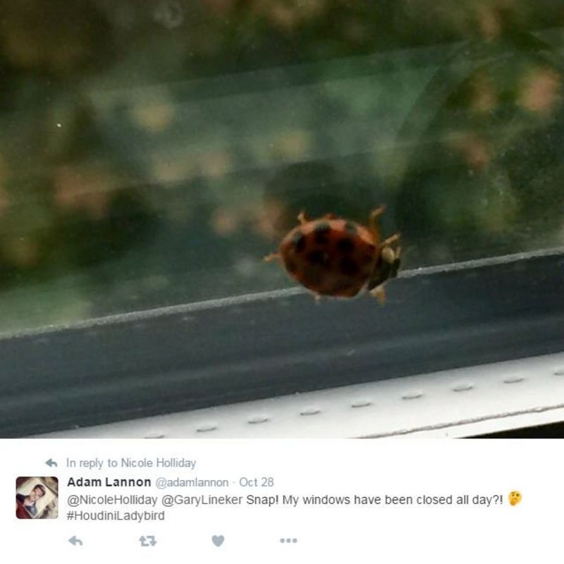 We're being invaded - by ladybirds - BBC News