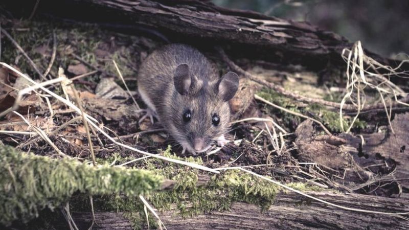 Your pictures of Scotland 3 April - 10 April - BBC News