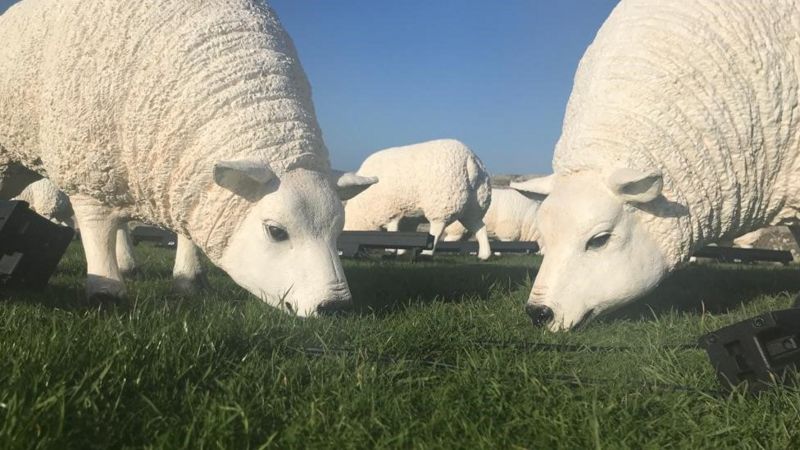 Illuminated 'sheep' hail Lindisfarne Gospels Newcastle visit - BBC News