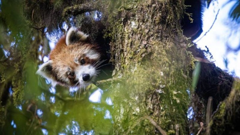 Red pandas tracked by satellite in conservation 'milestone' - BBC News