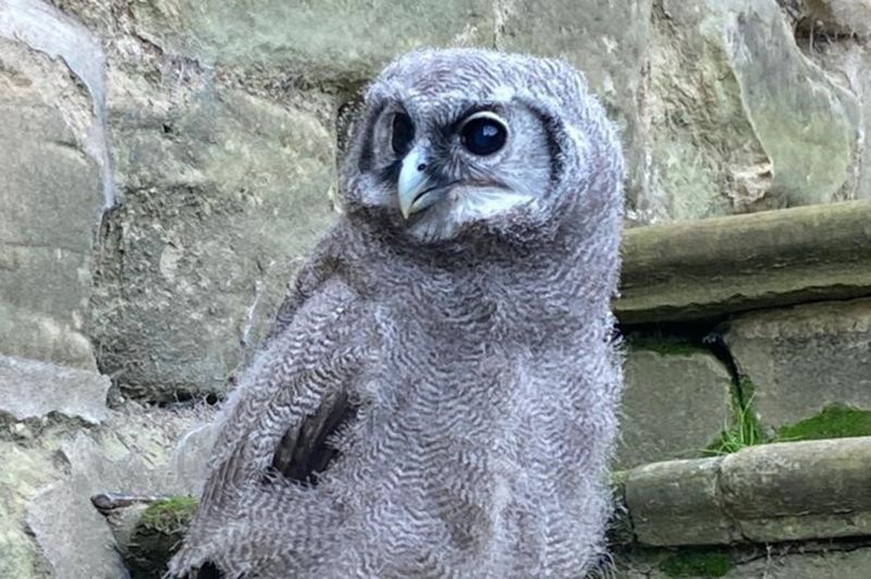 Young owl gets training for starring Warwick Castle role - BBC News