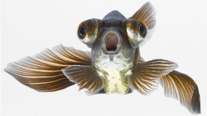 The fish with teeth and other 'human' features! - BBC Newsround