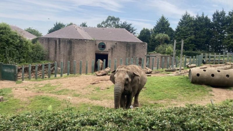 Plans to move elephants from Belfast zoo 'not a done deal' - BBC News
