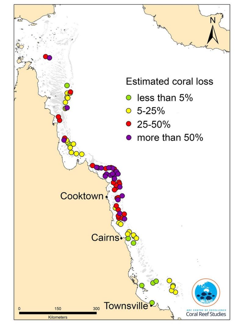 Can 'super coral' save the Great Barrier Reef? - BBC News